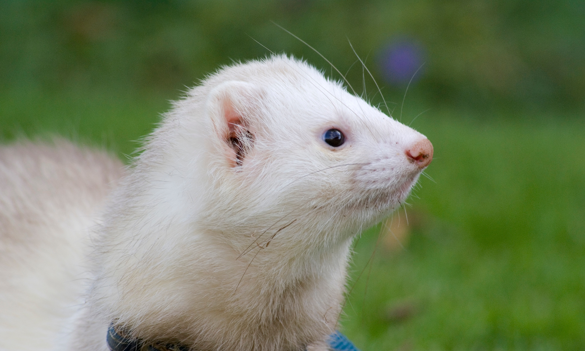 - Les furets des Calanques